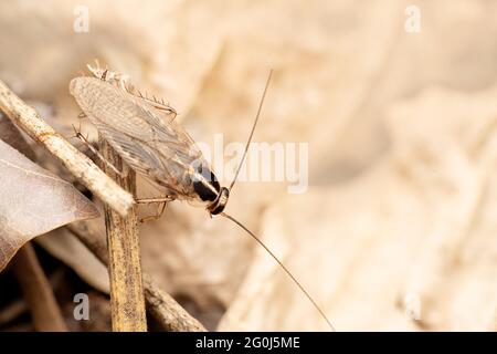 Asian Cockroach (Blattella asahinai Stock Photo - Alamy