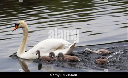 Cygnets hurry to keep up with their mother on a pond in St. Stephen's ...