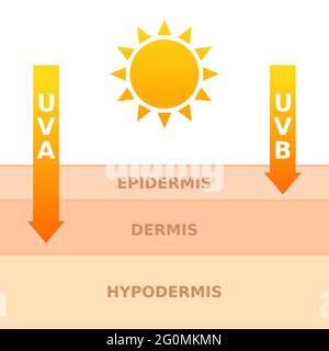 UVB rays penetrate into epidermis of skin layer and UVA deep into the ...