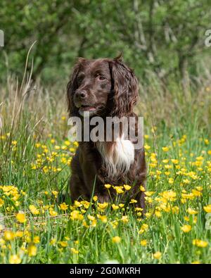german Longhaired Pointer dog Stock Photo - Alamy