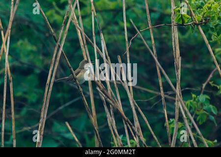 A Reed Warbler at a River in the Reed Stock Photo - Alamy