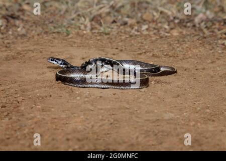 Indian Egg eater, Elachistodon westermanni REINHARDT 1863, RARE ...