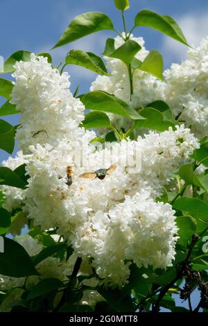White, Lilac, Syringa vulgaris, Souvenir d Alice Harding, Syringa ...