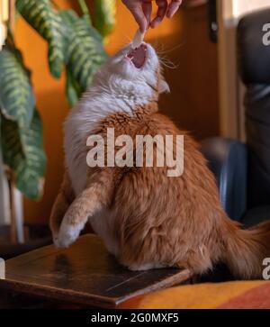 Young male cat looking at his favorite toy Stock Photo - Alamy