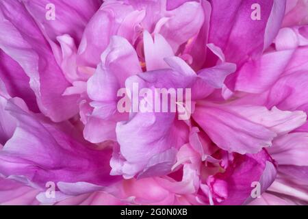 close up of curly purple peony flower Stock Photo - Alamy