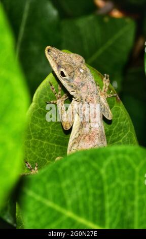 Bronze Anole (Anolis aeneus) on a leaf, Union island, Saint Vincent and ...