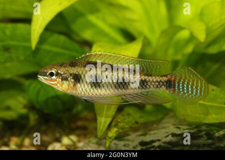 Checkerboard Cichlid (Dicrossus maculatus Stock Photo - Alamy