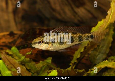 Checkerboard Cichlid Dicrossus maculatus aquarium fish dwarf cichlid ...