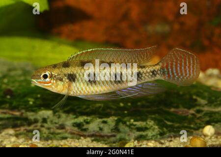 Checkerboard Cichlid Dicrossus maculatus aquarium fish dwarf cichlid ...