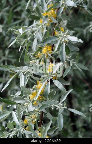 A blooming Russian olive (Elaeagnus angustifolia) tree in a forest ...