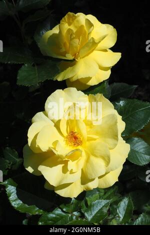 rose, Rosen, Rosa sp., rózsa, Budapest, Hungary, Magyarország, Europe ...