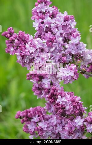 Blossom purple lilac flowers branch in spring time in garden Stock ...