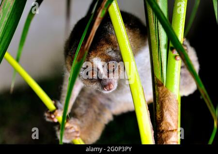 Male Bornean Slow Loris Nycticebus menagensis resting on branch, Borneo ...