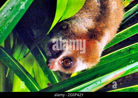 Male Bornean Slow Loris Nycticebus menagensis resting on branch, Borneo ...