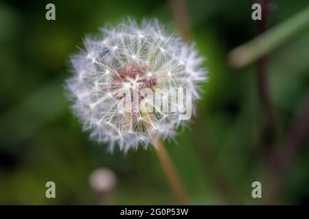 Macro, close-up photography of dandelion clock Stock Photo - Alamy
