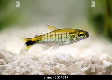 Costello tetra Hemigrammus hyanuary aquarium fish green neon Stock ...