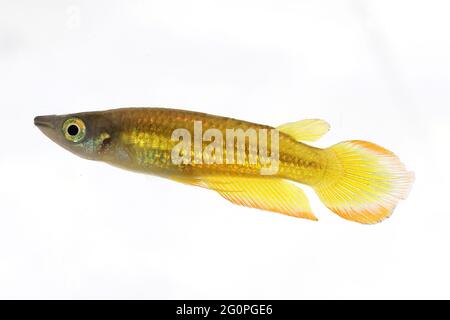 killifish Striped panchax Aplocheilus lineatus tropical aquarium fish ...