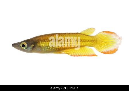 killifish Striped panchax Aplocheilus lineatus tropical aquarium fish ...