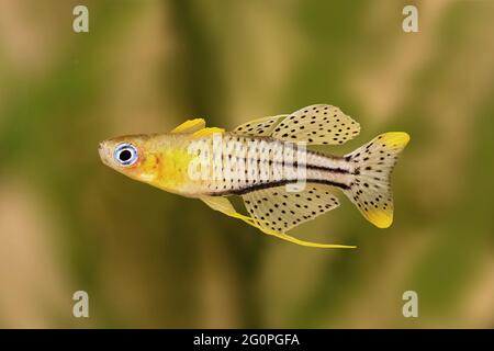 The red neon blue-eye (Pseudomugil luminatus), male Stock Photo - Alamy