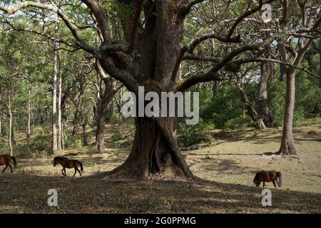 Ponies walking on a grassland at the foot of Mount Mutis near Fatumnasi ...