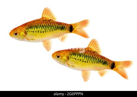 Gold barb Barbodes semifasciolatus Chinese barb aquarium fish isolated ...