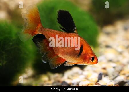 Long Finned Serpae Tetra Barb Hyphessobrycon eques aquarium fish Stock ...