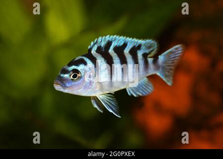 Female Kenyi Cichlid (Maylandia lombardoi), side view Stock Photo - Alamy