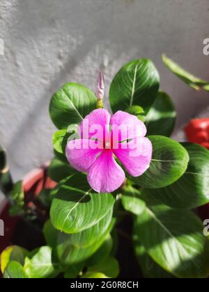 Overhead shot of a Madagascar Periwinkle with pink petals in a flower ...