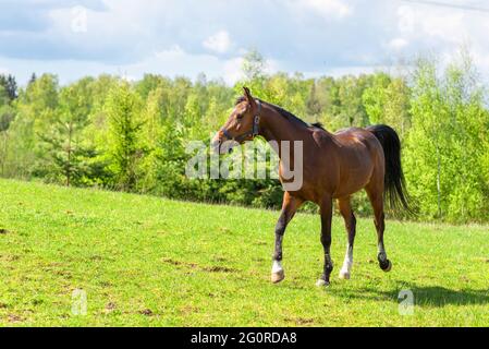 Beautiful young horse walking on the field or pasture.Brown Horse ...