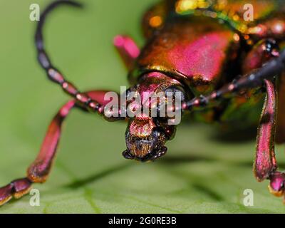 Frog Beetle, (Sagra laticollis) EAST JAVA, Stacked Focus, set specimen ...