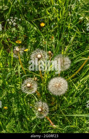 Close-up of fluffy overblown dandelion head. Taraxacum officinale ...