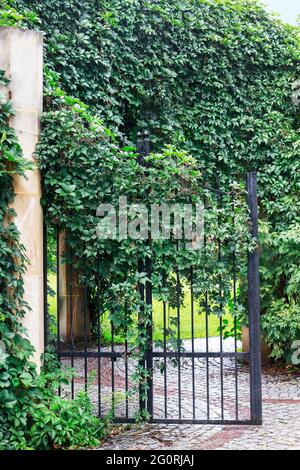 Parthenocissus plant on the iron gate. Green virginia creeper leaves ...