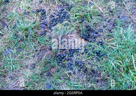 Roe deer droppings Stock Photo - Alamy