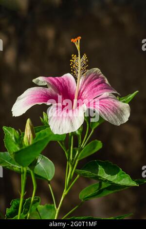 Close up of Chinese Hibiscus, Rosa Sinensis purple white blooming ...