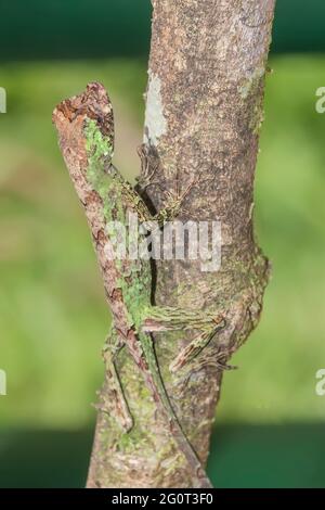 lizard, lizards, Anole, Anole lizard, Pug-nosed Anole, iguana, Norops ...