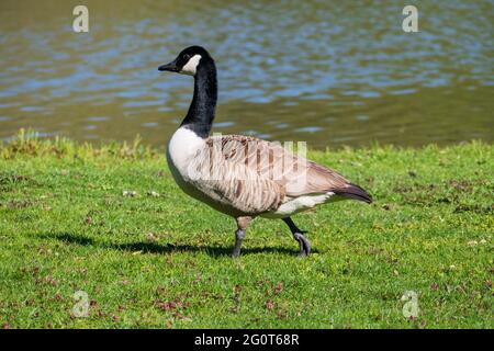 Kanadagans stolziert auf einer Wiese Stock Photo - Alamy