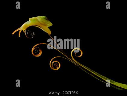 Green Snail (Rhinocochlis nasuta) as the name implies has a bright ...