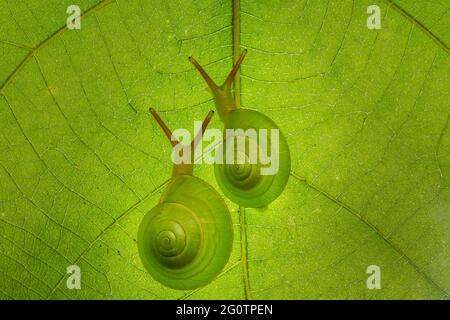 Green Snail (Rhinocochlis nasuta) as the name implies has a bright ...