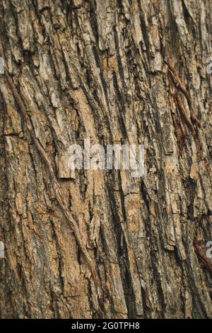 Rustic rainforest tree bark texture Stock Photo - Alamy