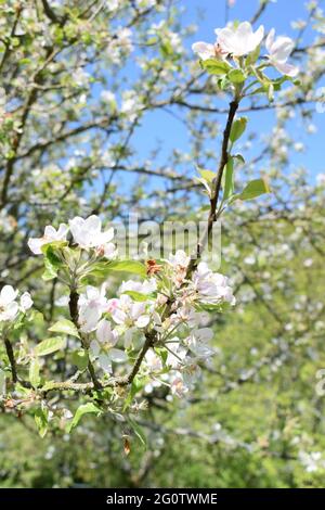 Blooming of a wild garden apple tree. White flowers on green leaves ...