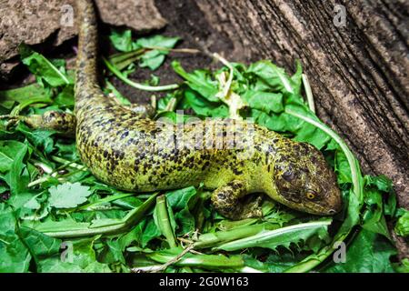 Solomon Islands skink (Corucia zebrata), a.k.a. prehensile-tailed skink ...