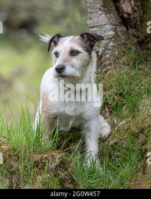 Standing jack russel terrier side view. Isolated on white Stock Photo ...
