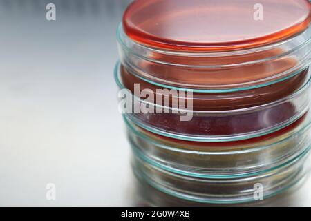 A growth medium or culture medium is a solid, liquid, or semi-solid ...