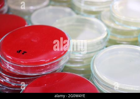 liquid bacterial growth medium Stock Photo - Alamy