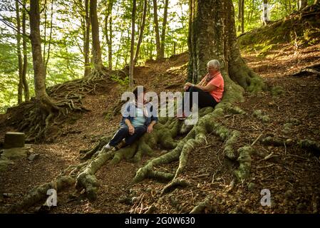 Beech forest and Font Bona spring, where the Tordera river is born, in ...