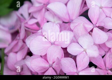 Beautiful Flowers hydrangea in park, colorful, Pink and purple ...