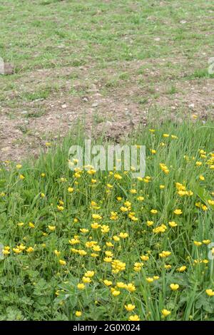 Mass of yellow flowered Creeping Buttercup / Ranunculus repens in ...