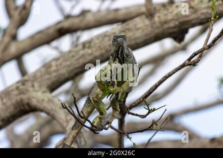 A low angle shot of green iguana feet on a wooden surface Stock Photo ...