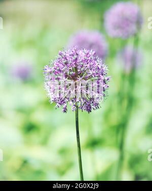 Garlic Flower. Close up. Selective and soft focus Stock Photo - Alamy