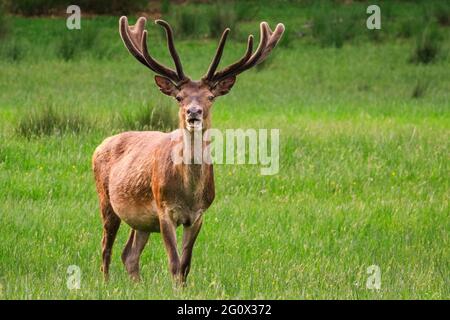 Red stags with velvet-covered antlers Stock Photo - Alamy